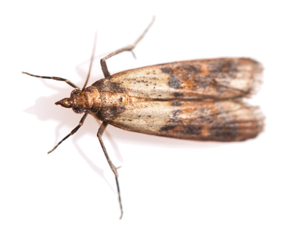 Mites deratisation guadeloupe, traitement anti termite guadeloupe ...